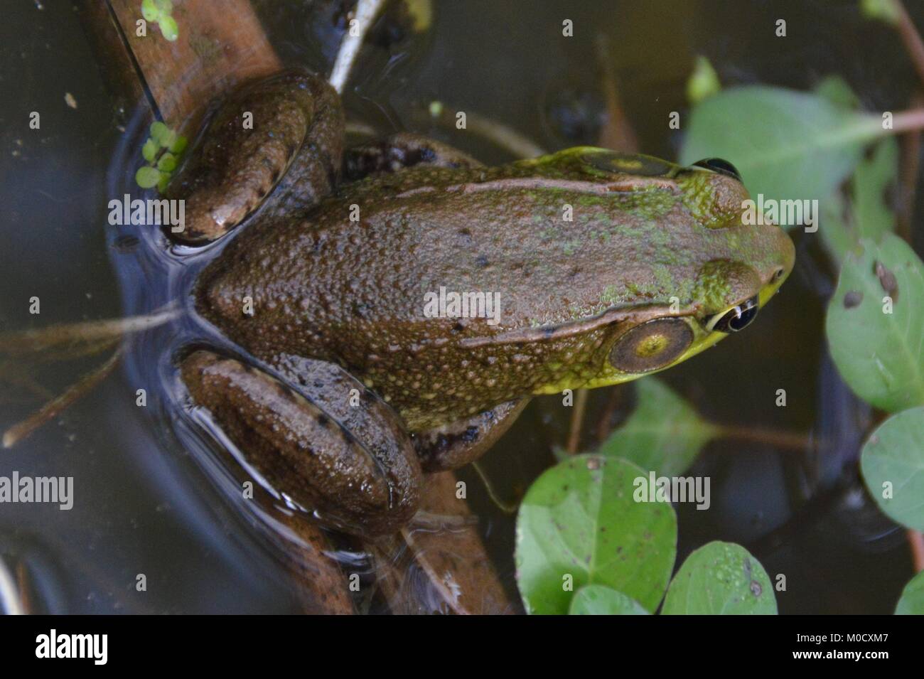 Frog on a stick Stock Photo - Alamy