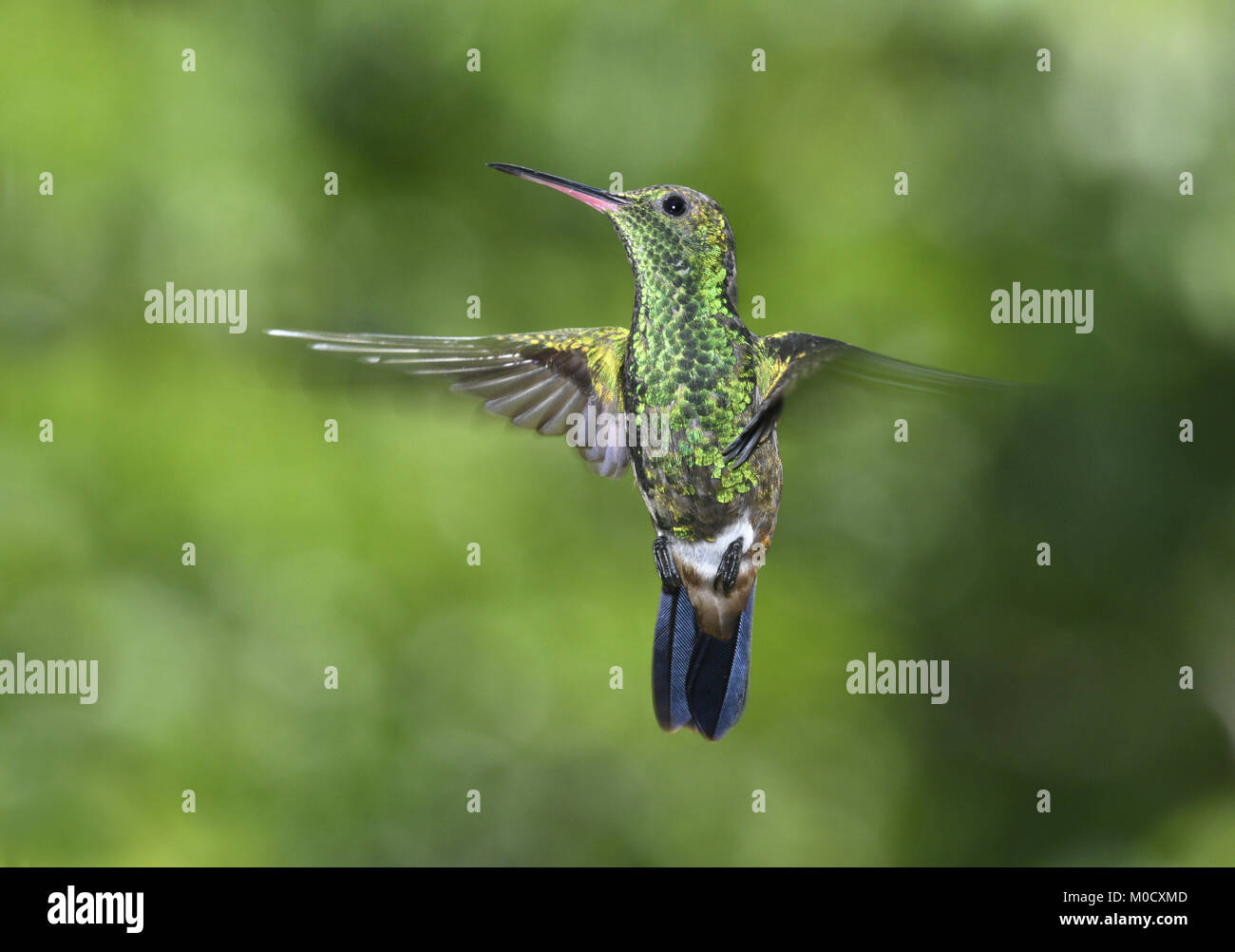 Copper birds hi-res stock photography and images - Alamy