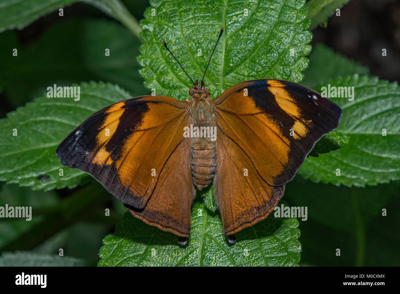 Autumn leaf butterfly hi-res stock photography and images - Alamy