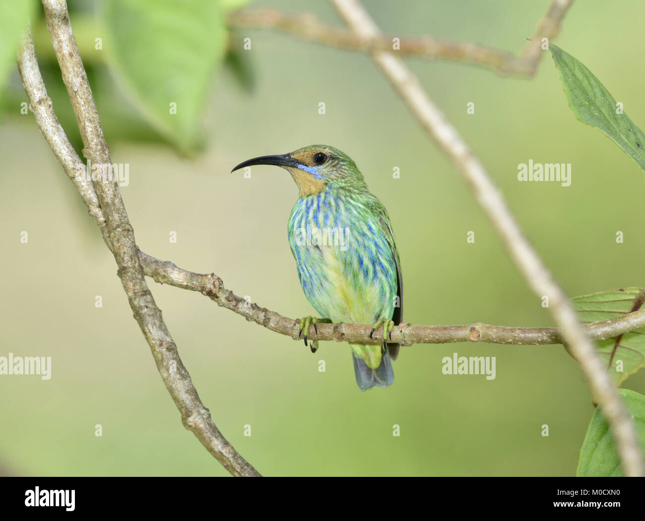 Honeycreeper bird hi-res stock photography and images - Alamy