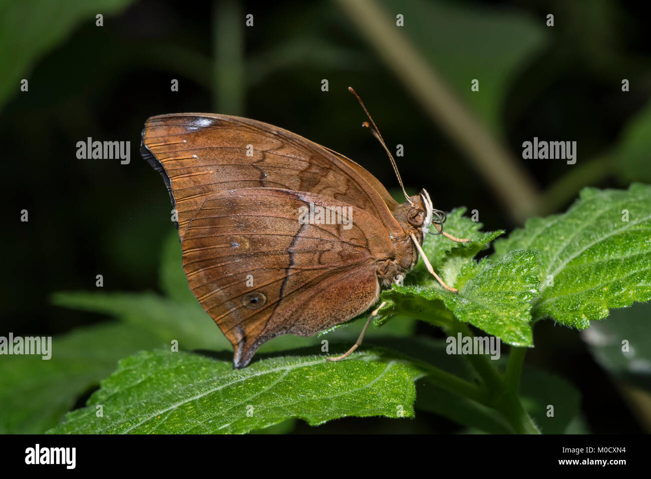 Autumn leaf butterfly hi-res stock photography and images - Alamy
