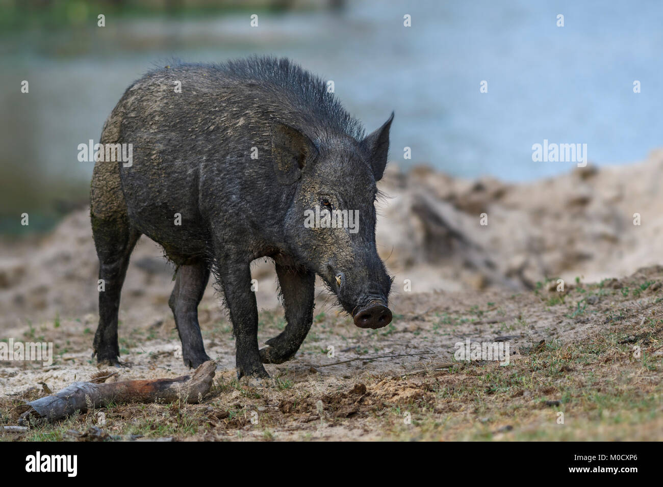 Indian pig hi-res stock photography and images - Alamy