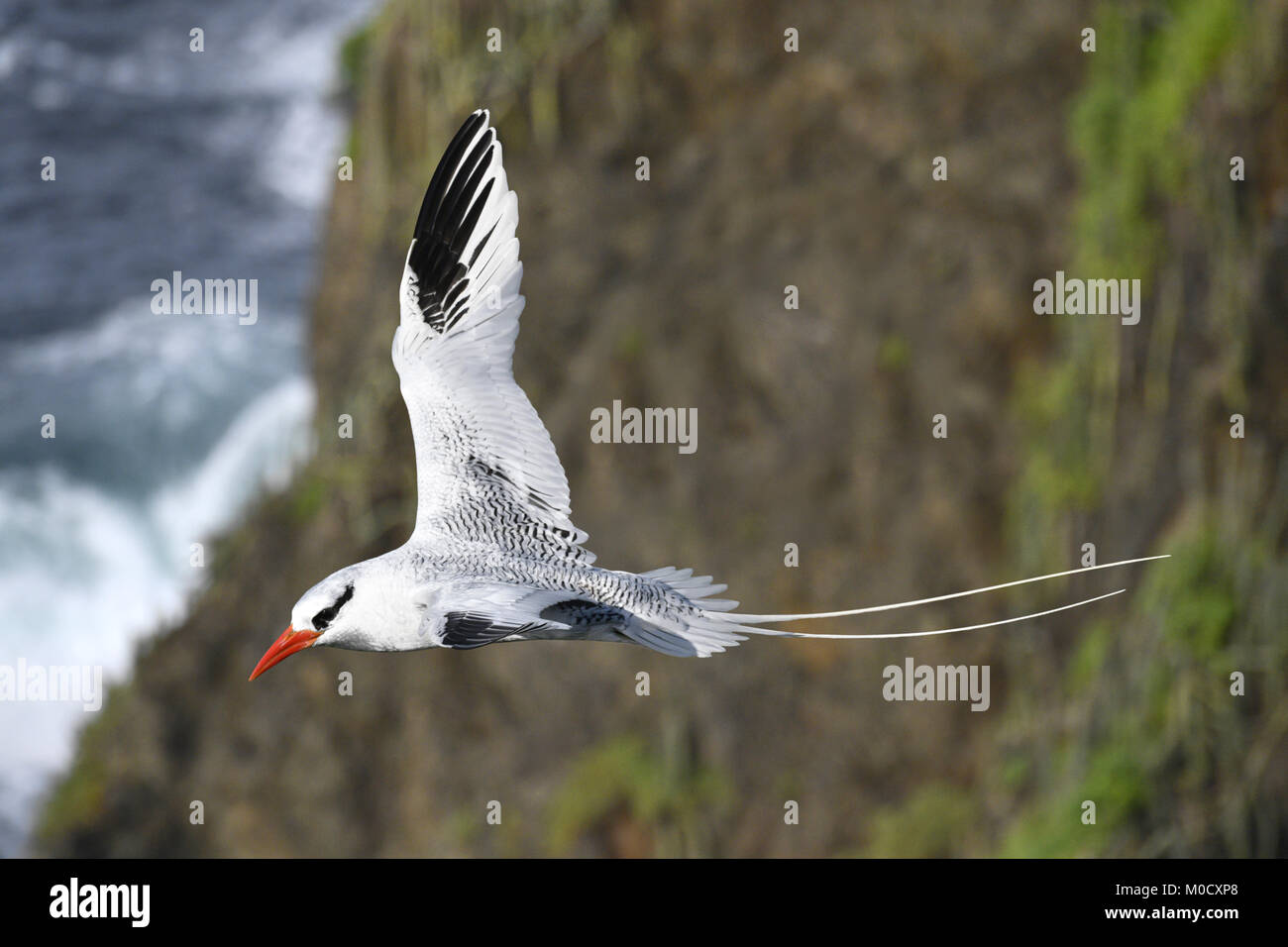 Birds of trinidad and tobago hi-res stock photography and images - Alamy