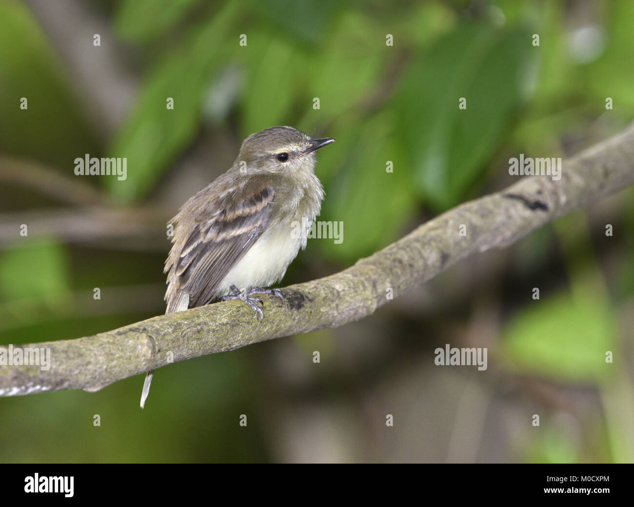 Fuscous Flycatcher - Cnemotriccus fuscatus Stock Photo - Alamy