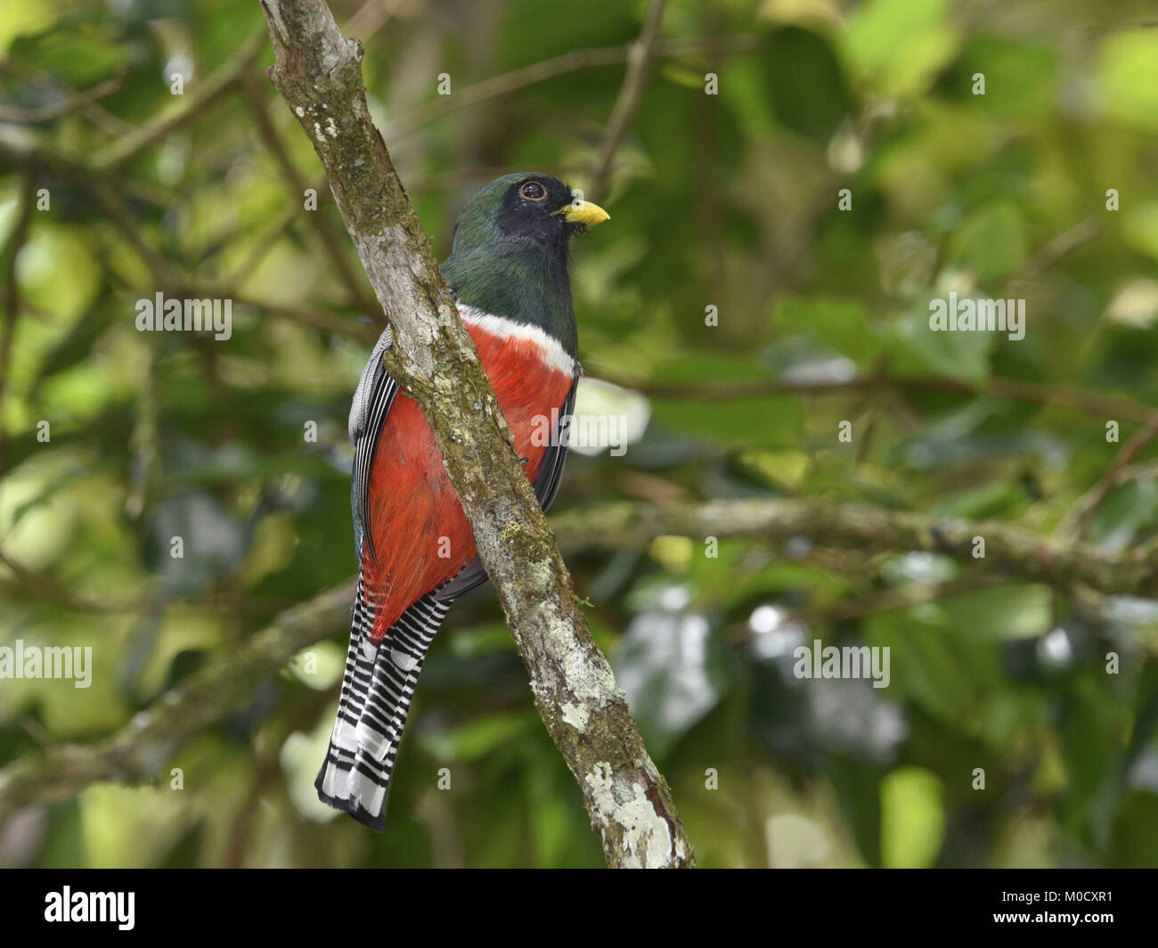 Collared Trogon - Trogon collaris Stock Photo - Alamy