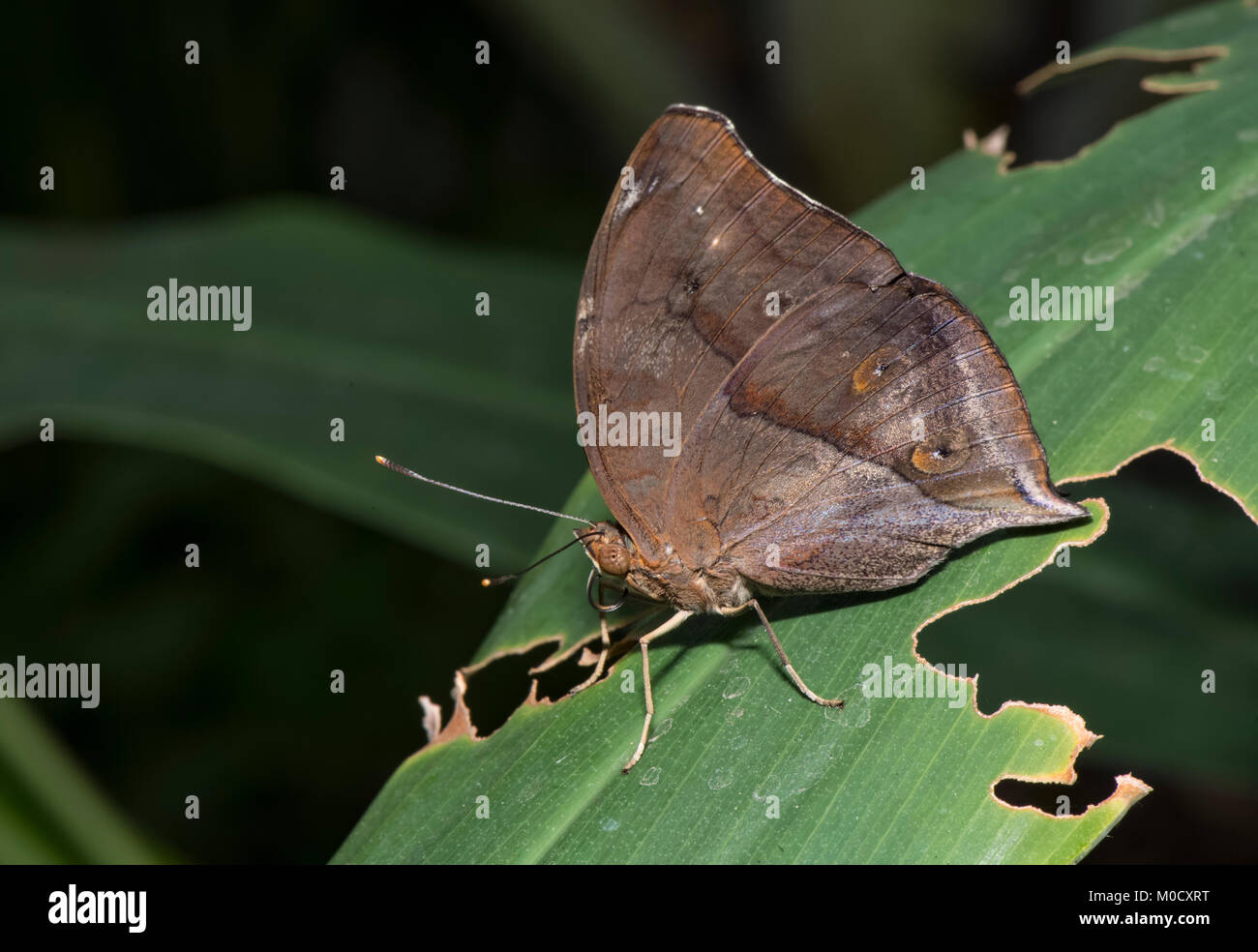 Autumn leaf butterfly perched on a leaf, close up Stock Photo - Alamy