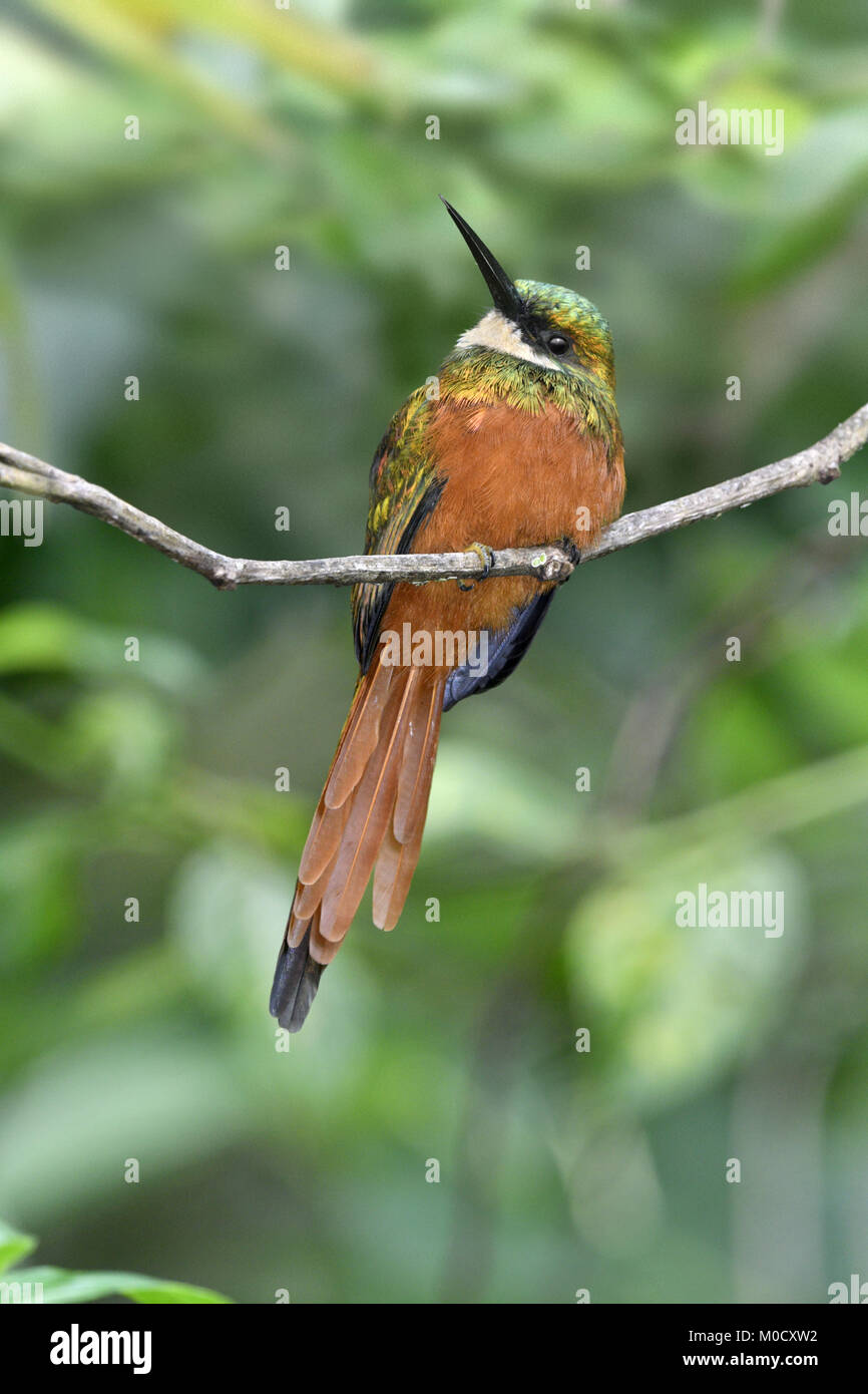 Rufous-tailed Jacamar - Galbula ruficauda Stock Photo - Alamy