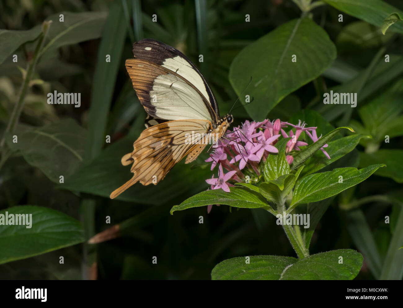 African swallowtail hi-res stock photography and images - Alamy