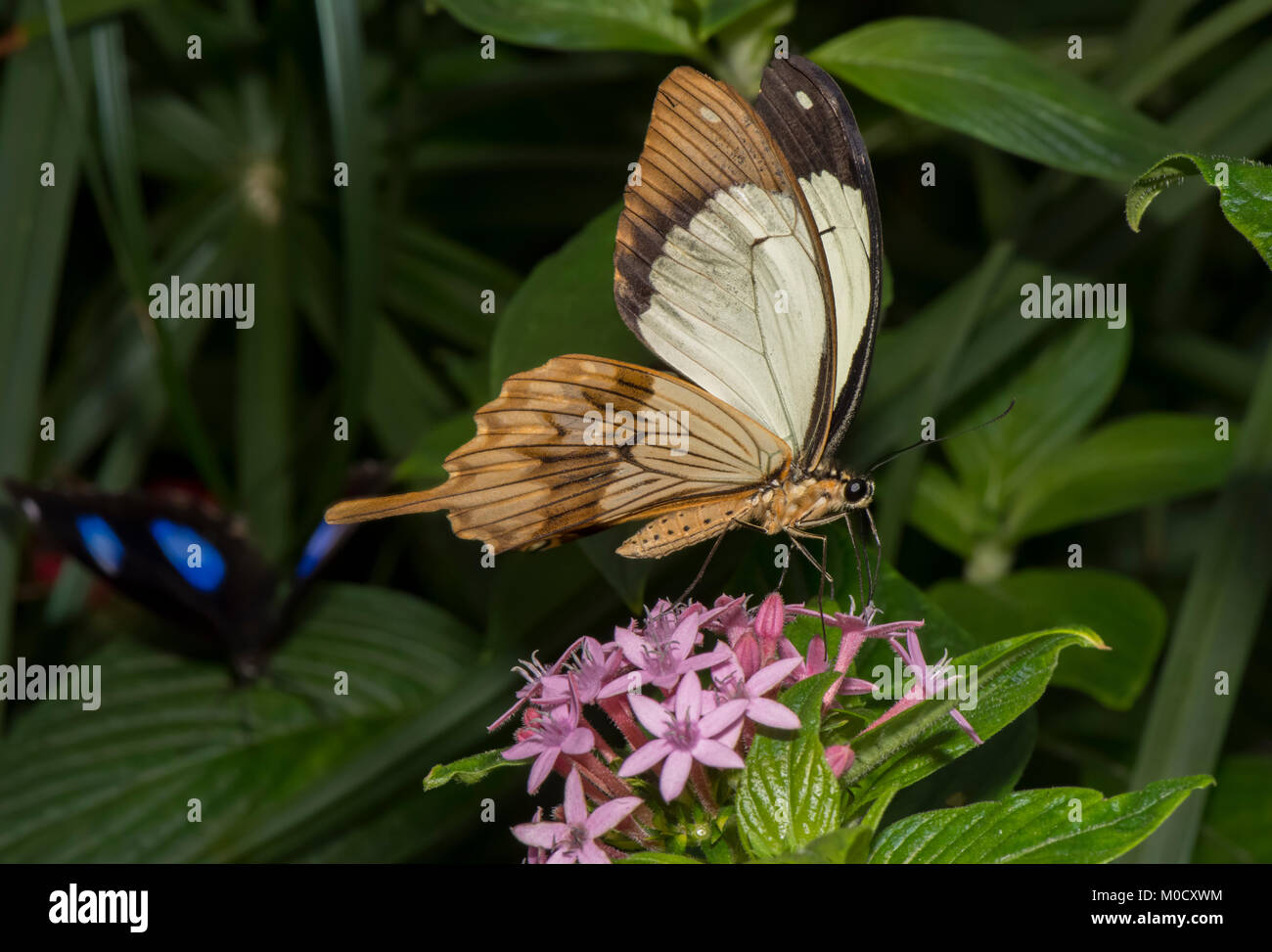 African swallowtail hi-res stock photography and images - Alamy