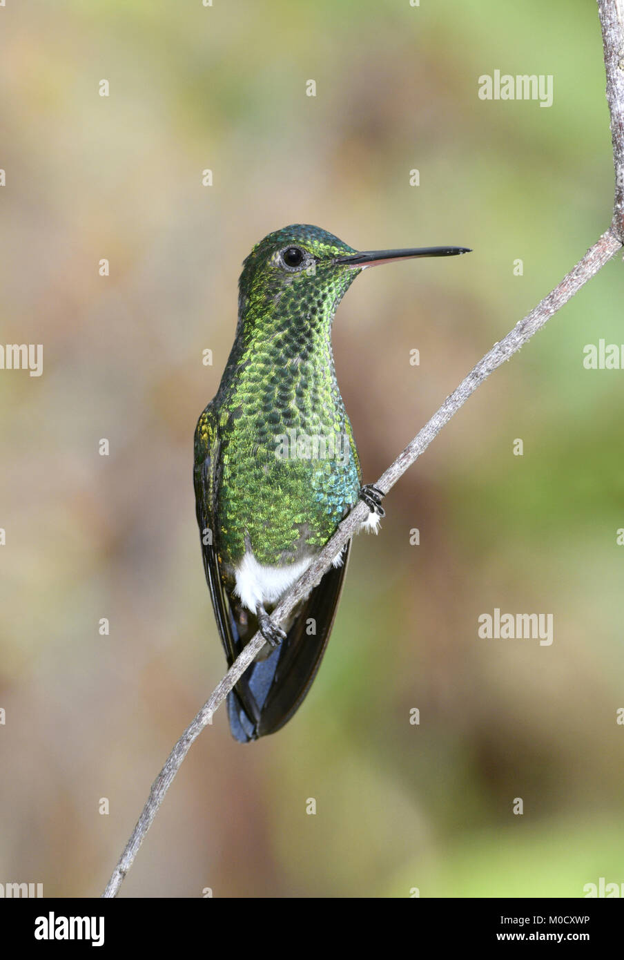 Copper-rumped Hummingbird - Amazilia tobaci Stock Photo - Alamy