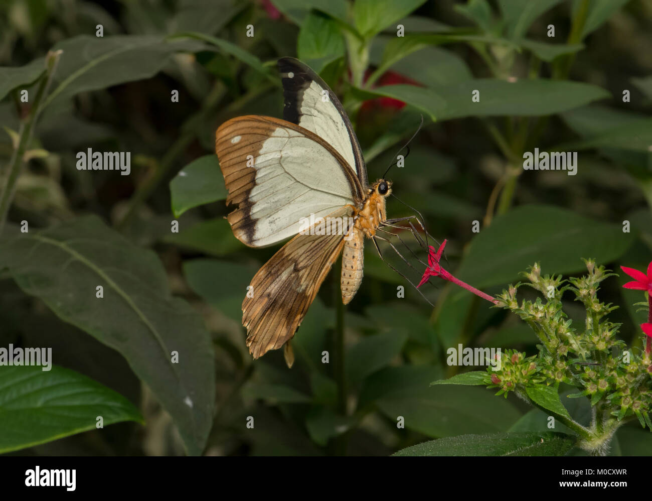 African mocker swallowtail female hi-res stock photography and images ...