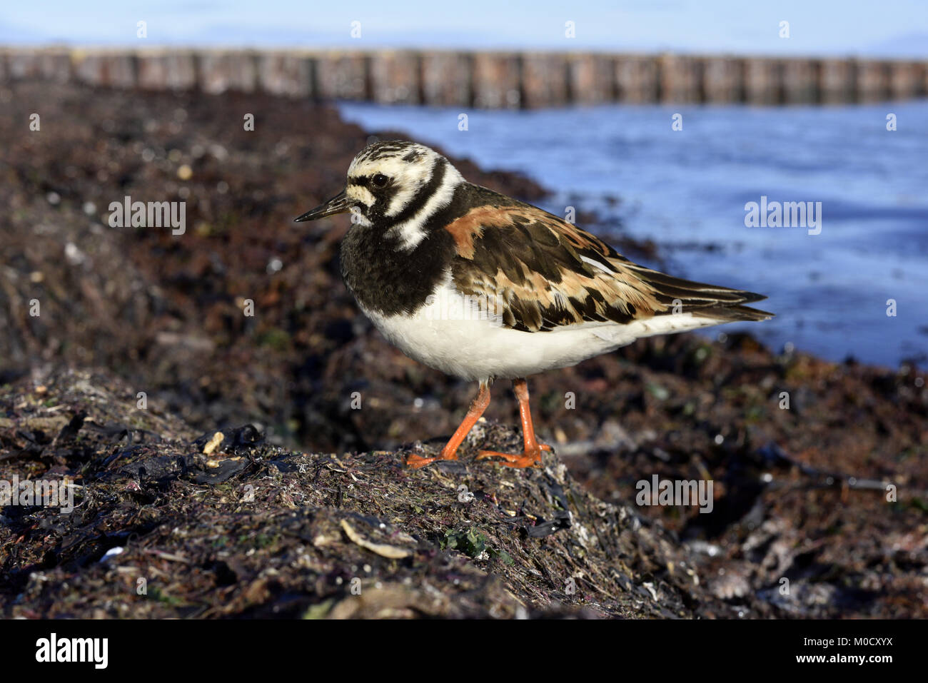 Arenaria hi-res stock photography and images - Alamy
