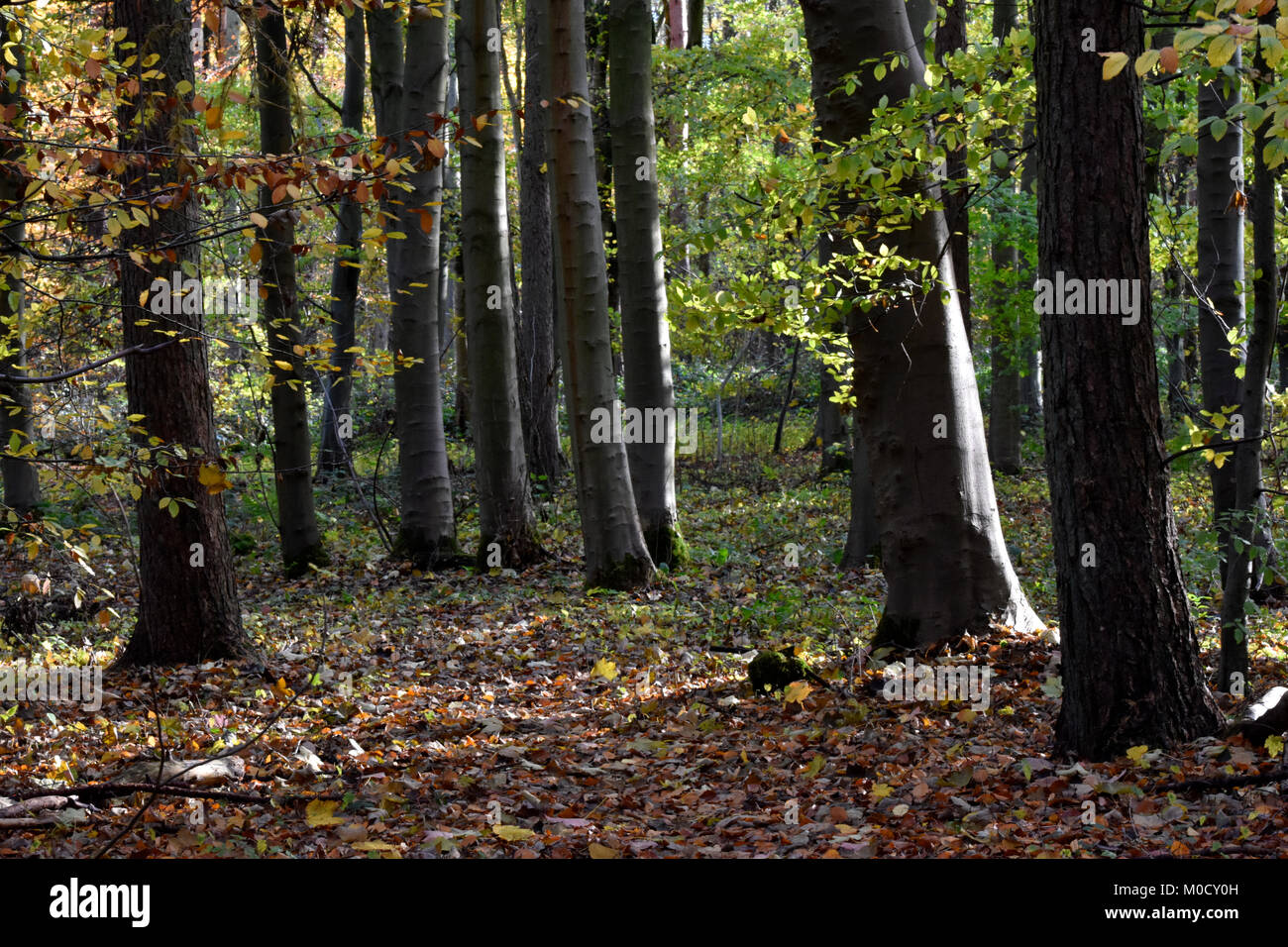 Stoke woods hi-res stock photography and images - Alamy