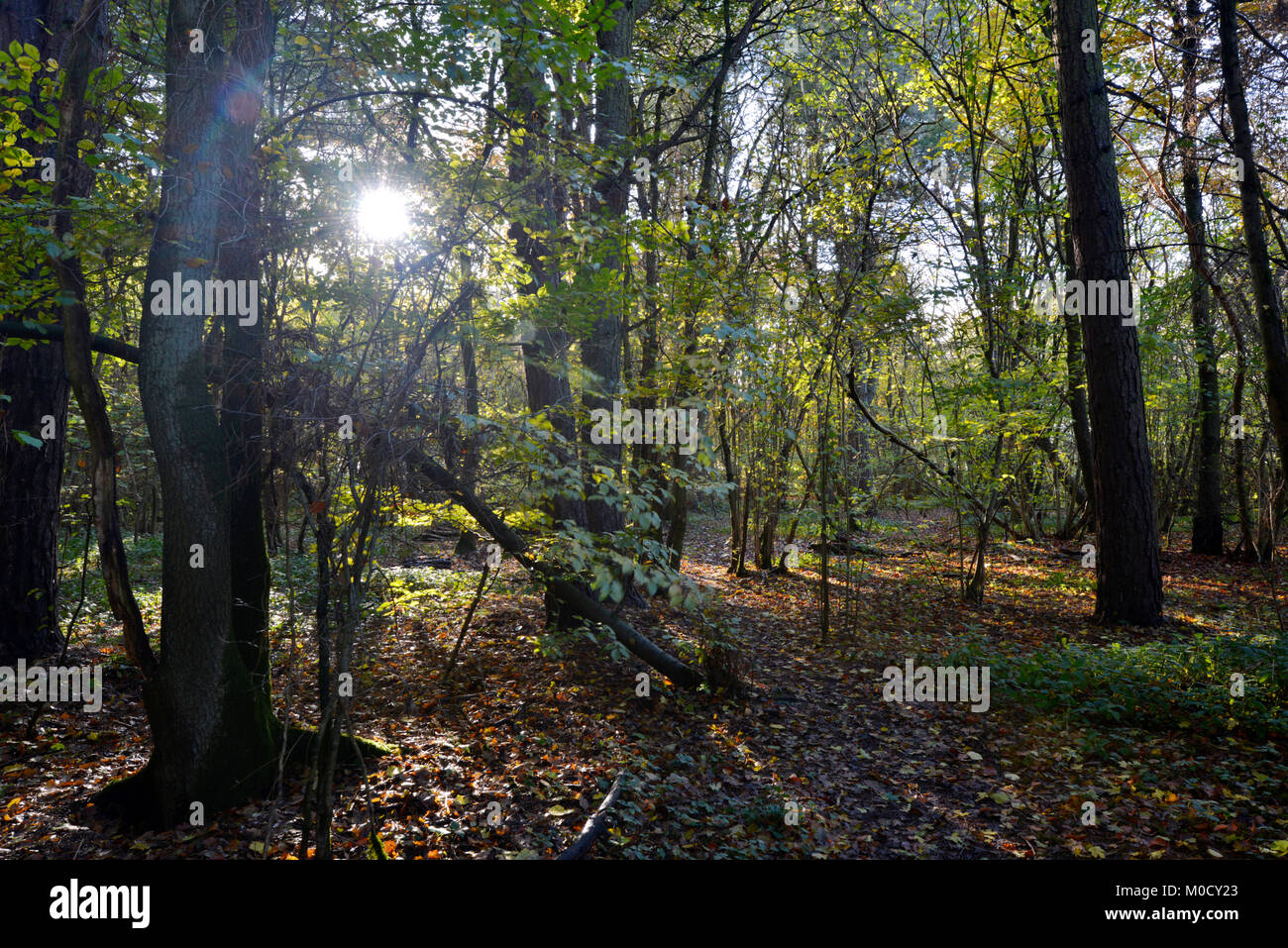 Autumn in Stoke Wood, Oxfordshire Stock Photo - Alamy