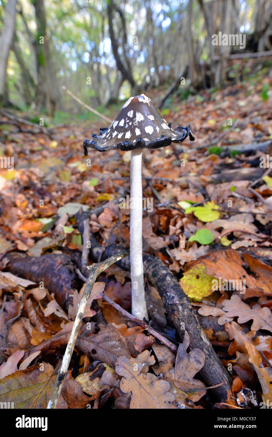 Magpie ink cap hi-res stock photography and images - Alamy
