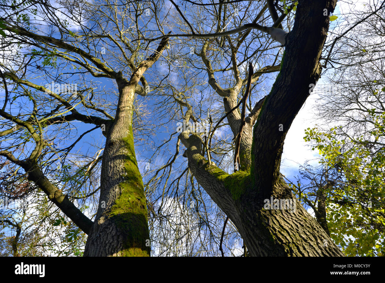 Pollarded ash tree hi-res stock photography and images - Alamy