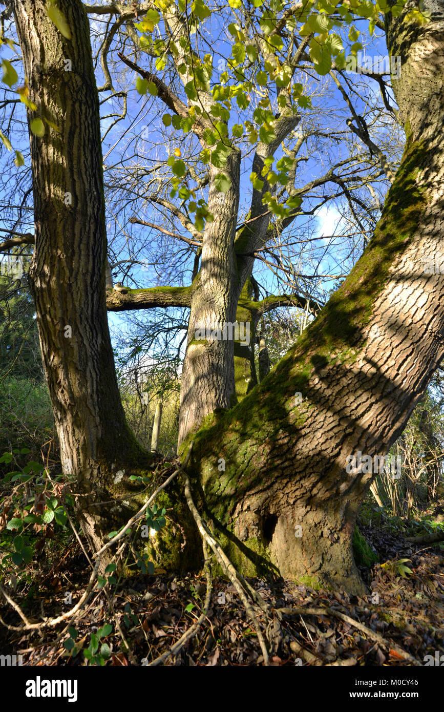 Mature pollarded Ash - Fraxinus excelsior, on woodland boundary, Stoke ...