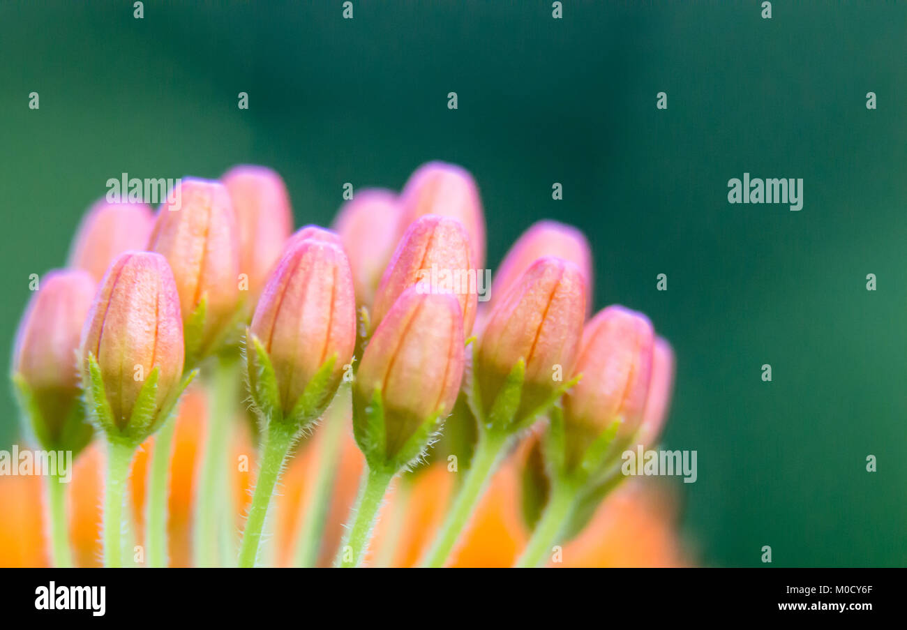 Pink Spring Time Wild Flower Bud Cluster Stock Photo - Alamy