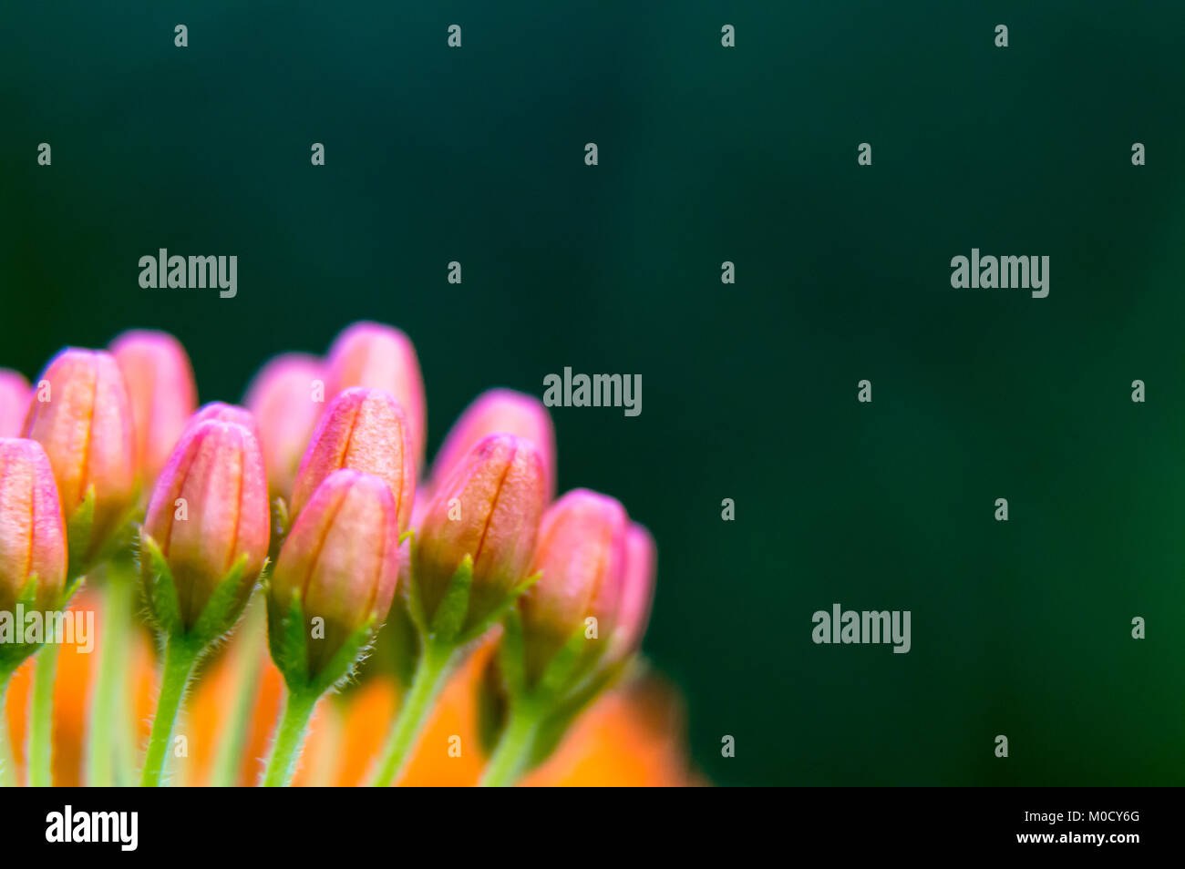 Mini cluster hi-res stock photography and images - Alamy