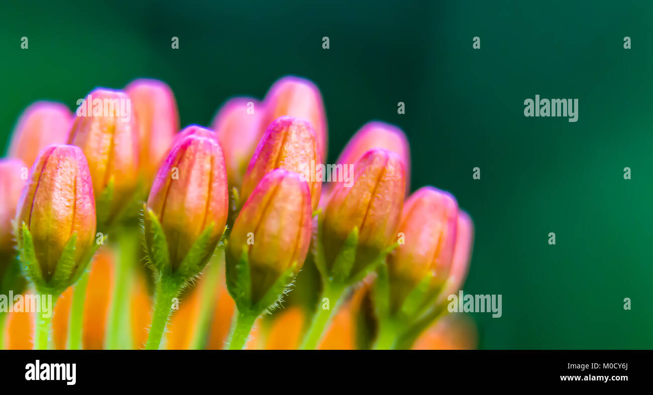 Pink Spring Time Wild Flower Bud Cluster Stock Photo - Alamy
