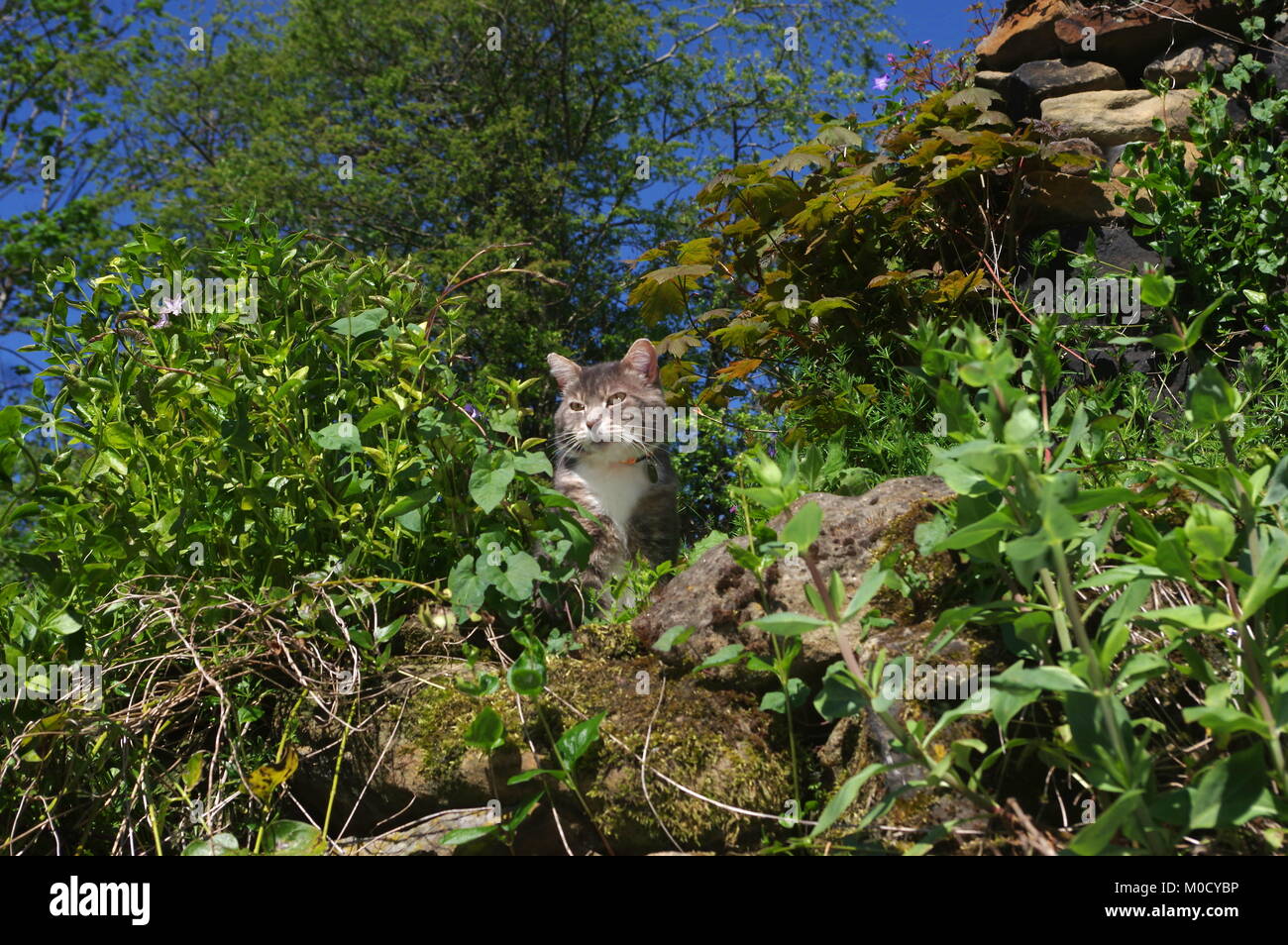 Tabby cat in overgrown garden Stock Photo - Alamy