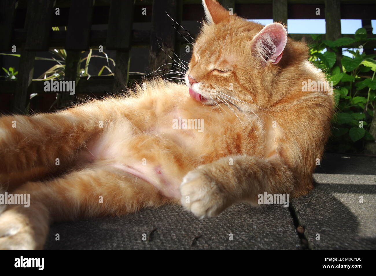 Furking hi-res stock photography and images - Alamy