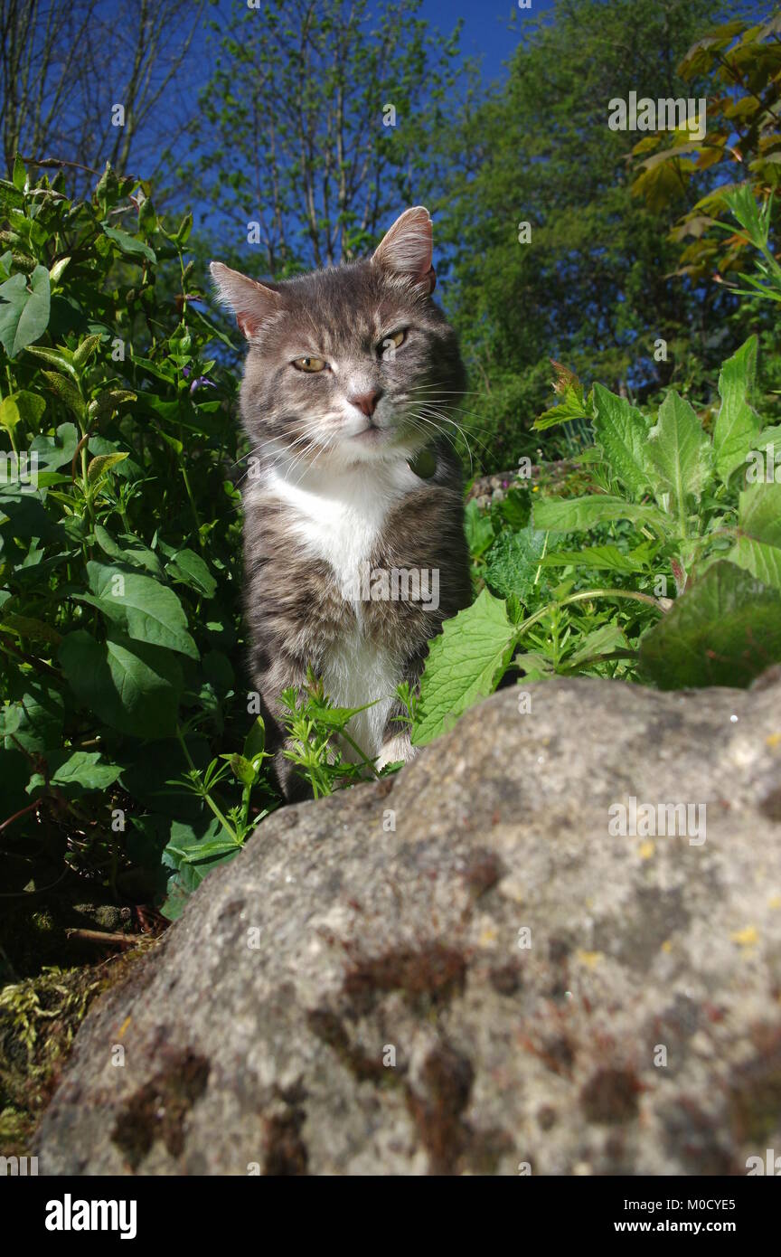 Tabby cat in overgrown garden Stock Photo - Alamy