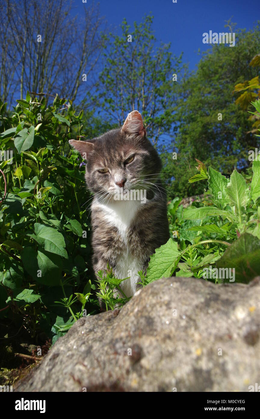 Tabby cat in overgrown garden Stock Photo - Alamy