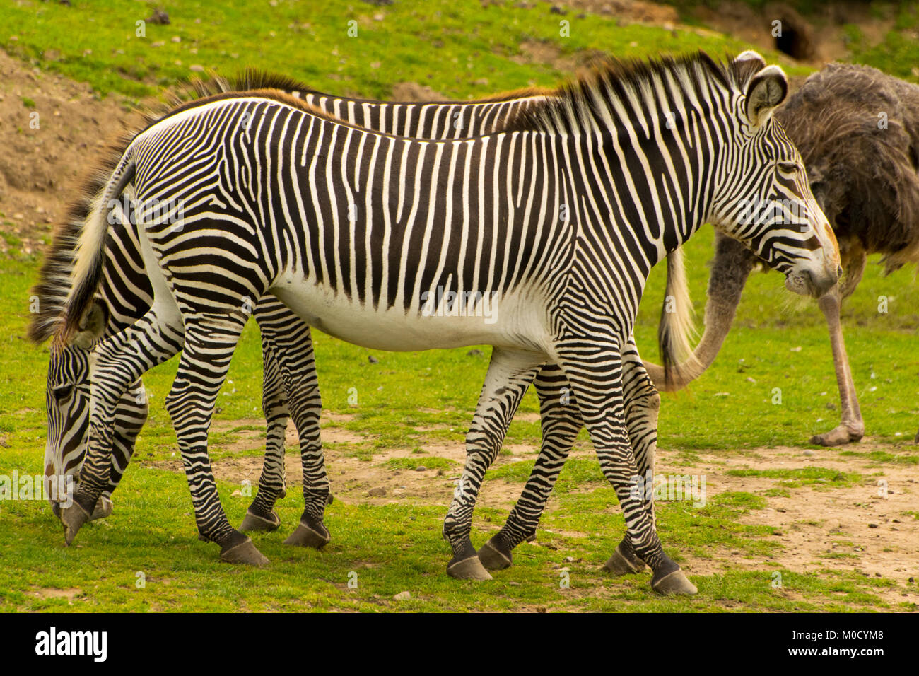 Multi legged zebra Stock Photo - Alamy