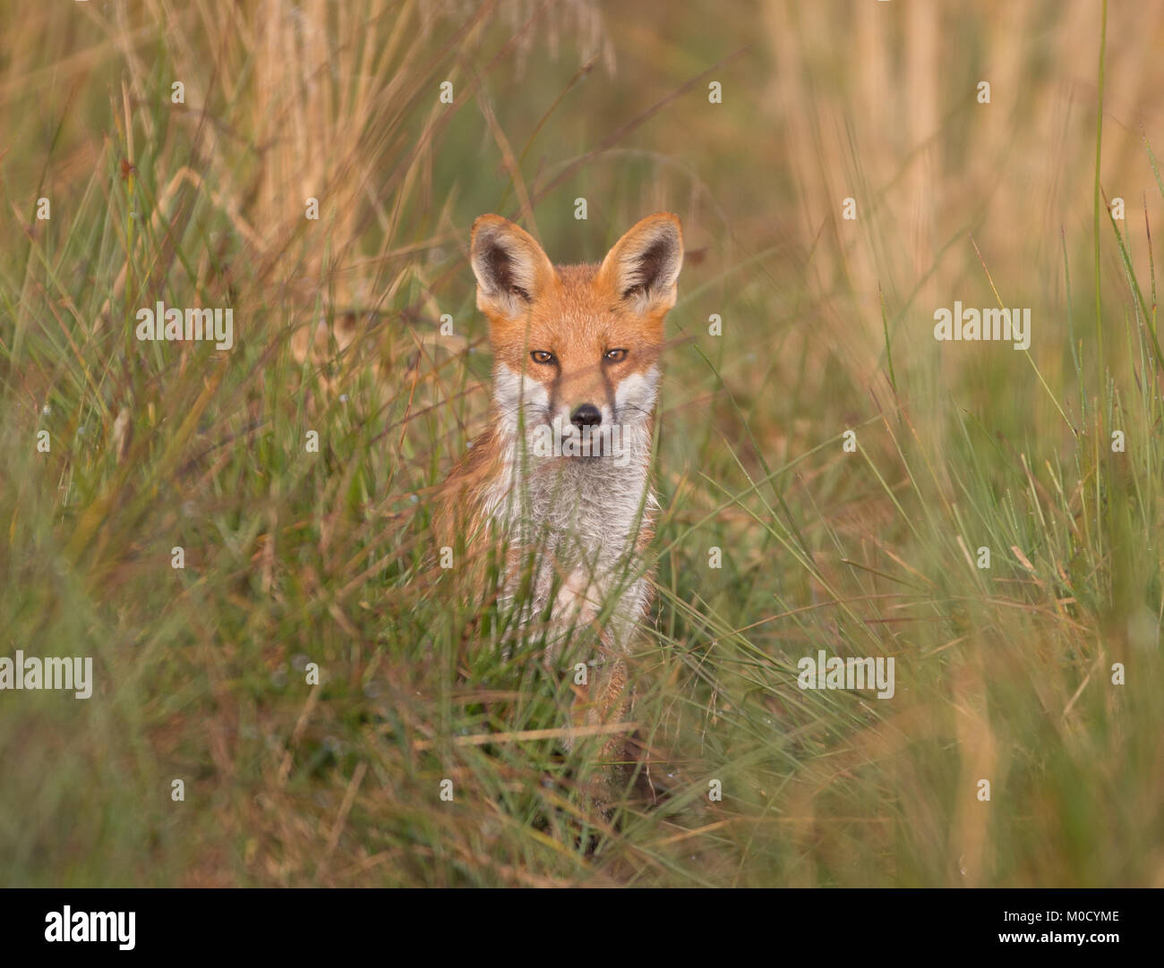 Fox in autumn sunlight Stock Photo - Alamy