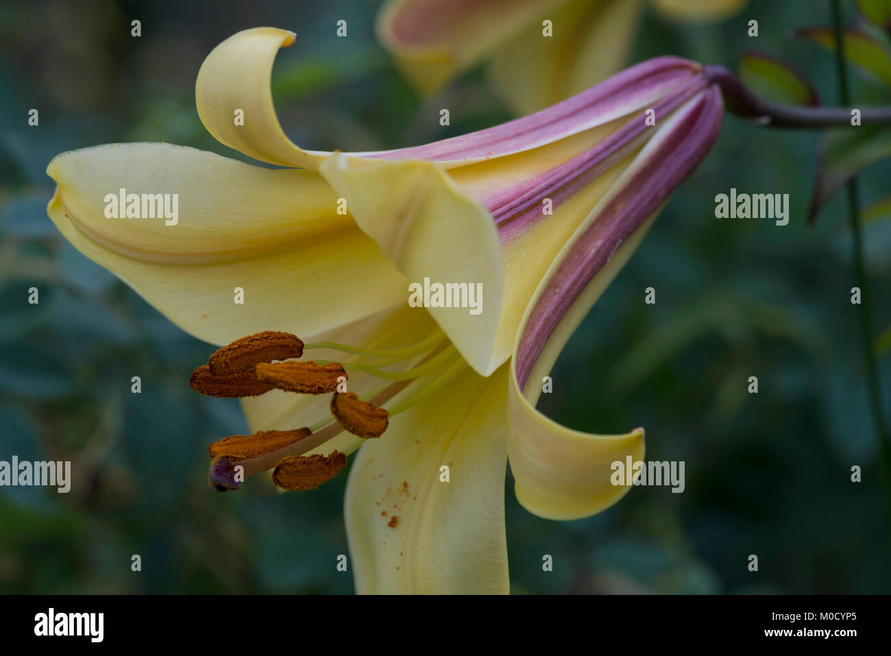 African queen hi-res stock photography and images - Alamy