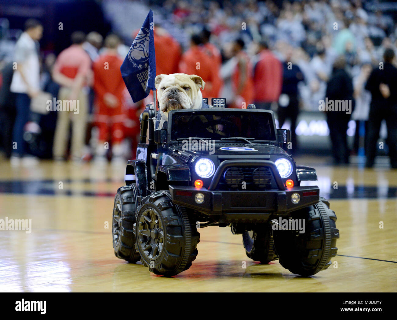 Georgetown university mascot hi-res stock photography and images - Alamy