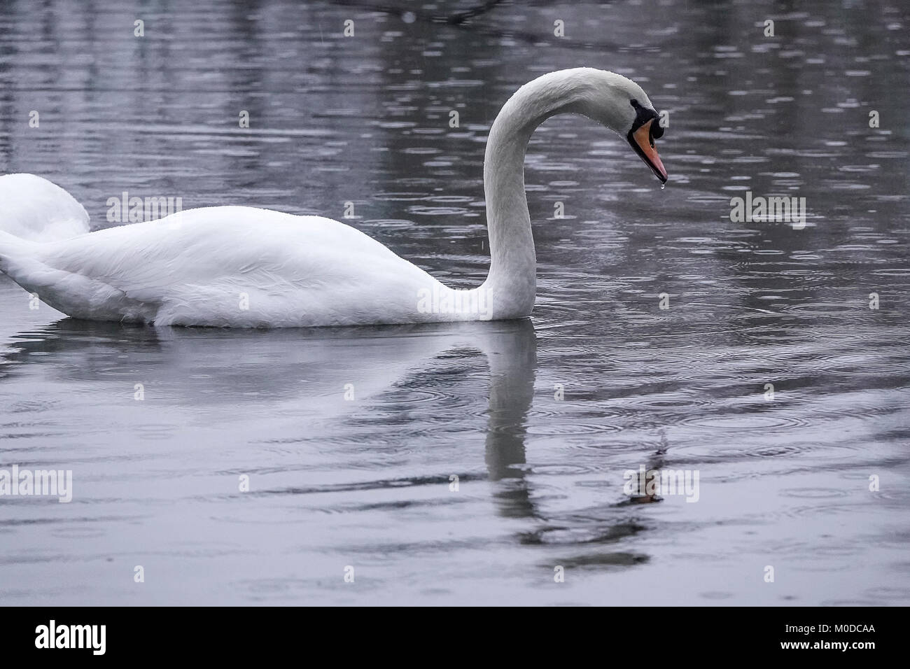 Marsh Farm, Godalming. 21st January 2018. Wet weather hit the Home ...
