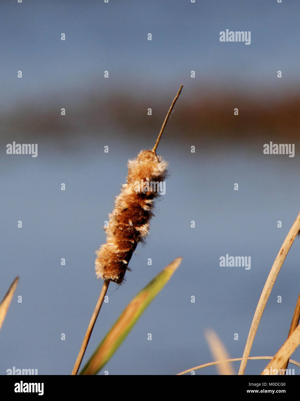 Cattail closeup with blue background in early autumn Stock Photo - Alamy