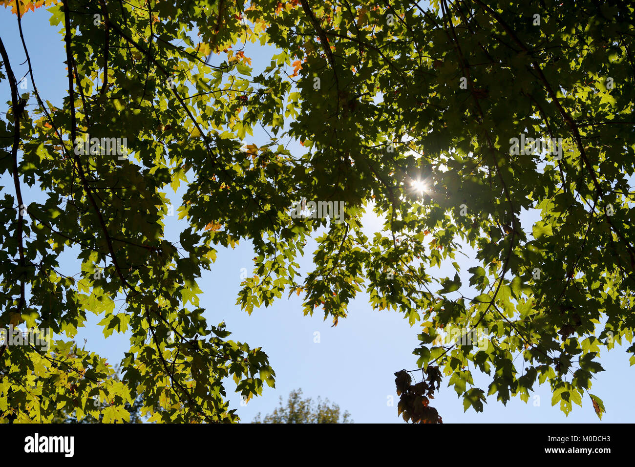 Back lit branches hi-res stock photography and images - Alamy