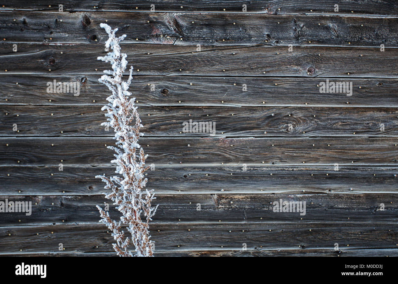 Brown weed hi-res stock photography and images - Alamy