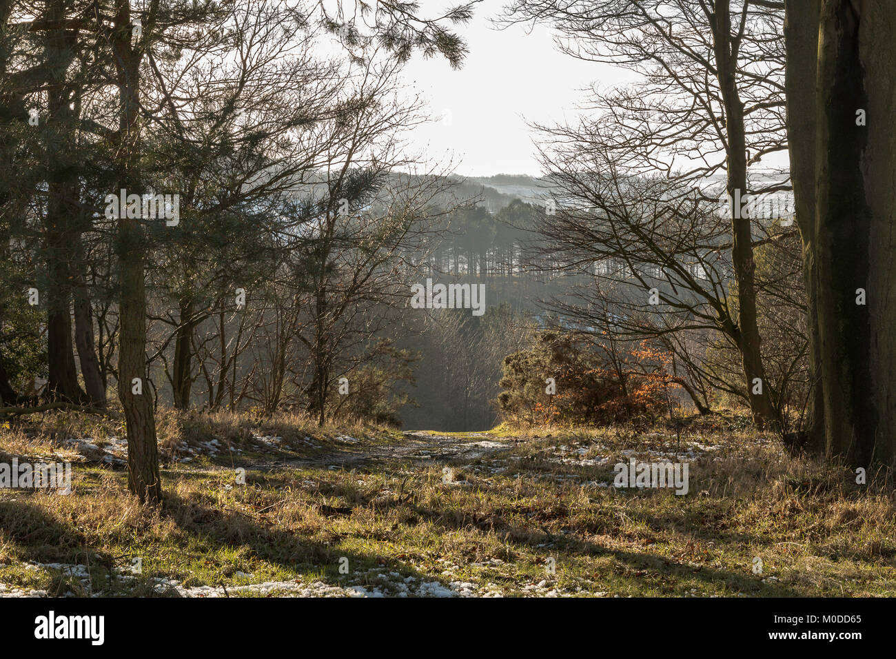 A Clearing in the trees on a golf course Stock Photo - Alamy