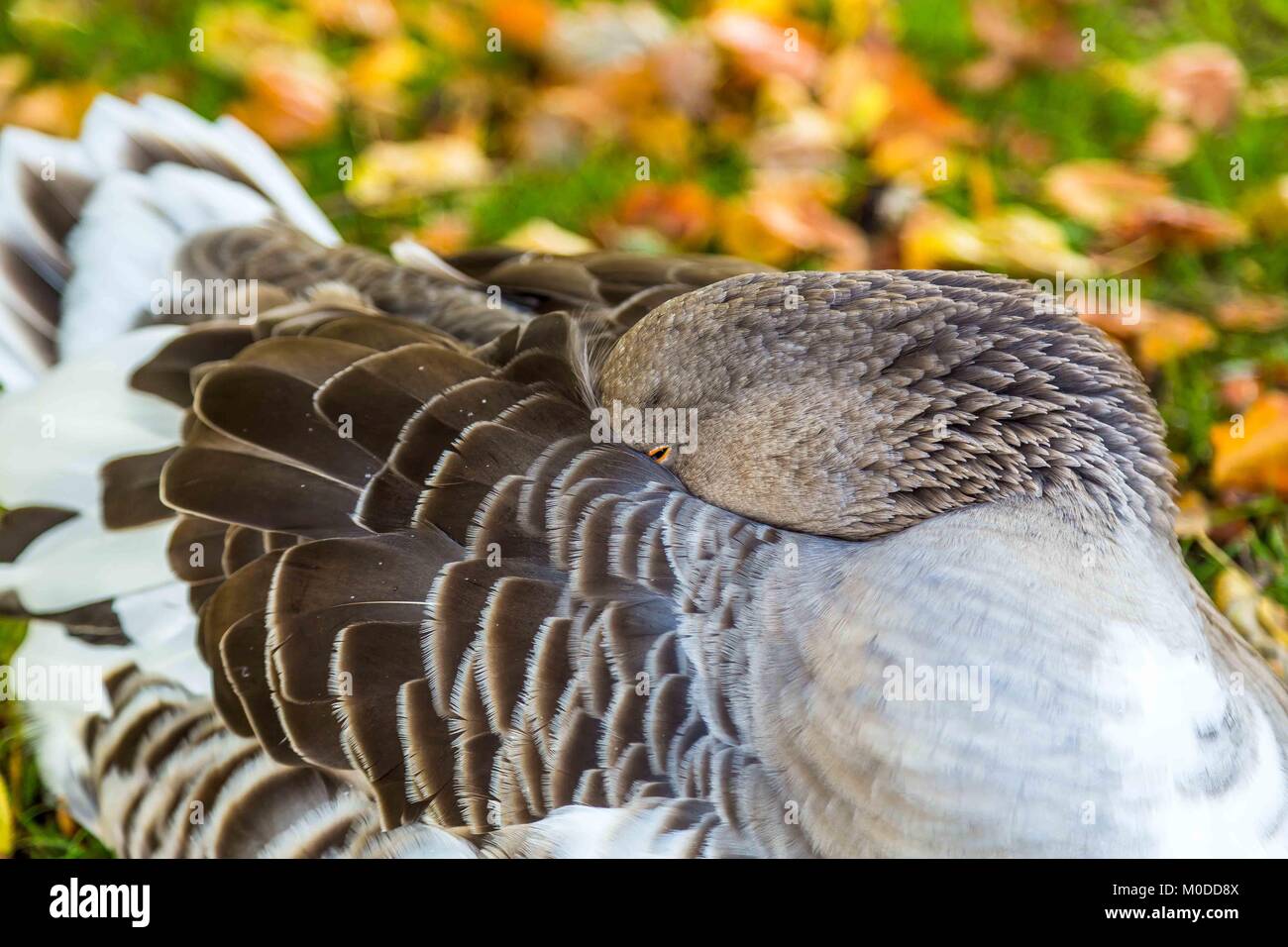 A goose hiding his head in his feathers to sleep or slumber in peace ...