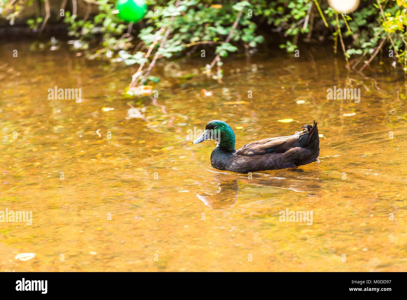 A male Mallard duck swimming on a pond in South Devon Stock Photo - Alamy
