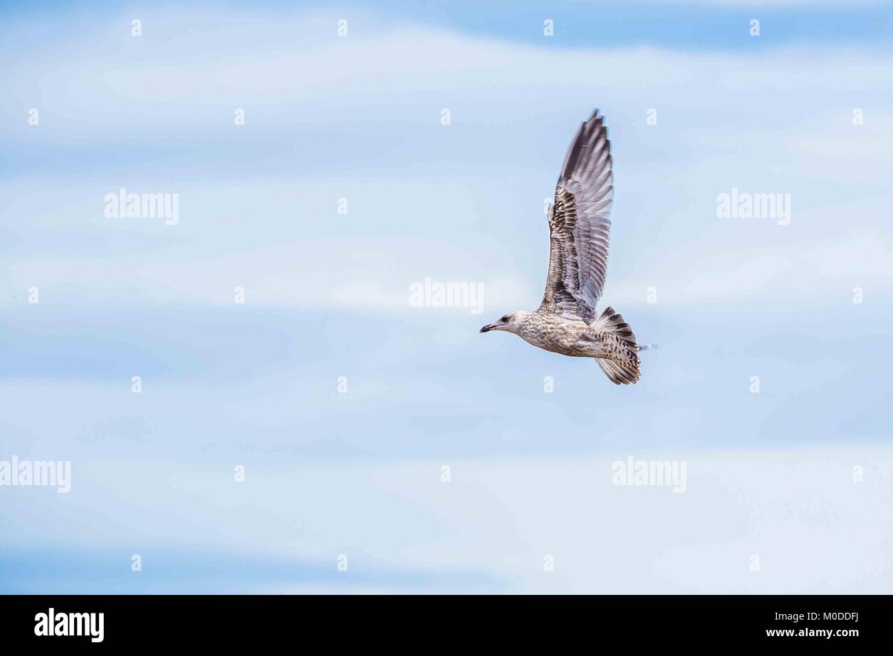 Juvenile seagulls on the South Devon coast Stock Photo - Alamy