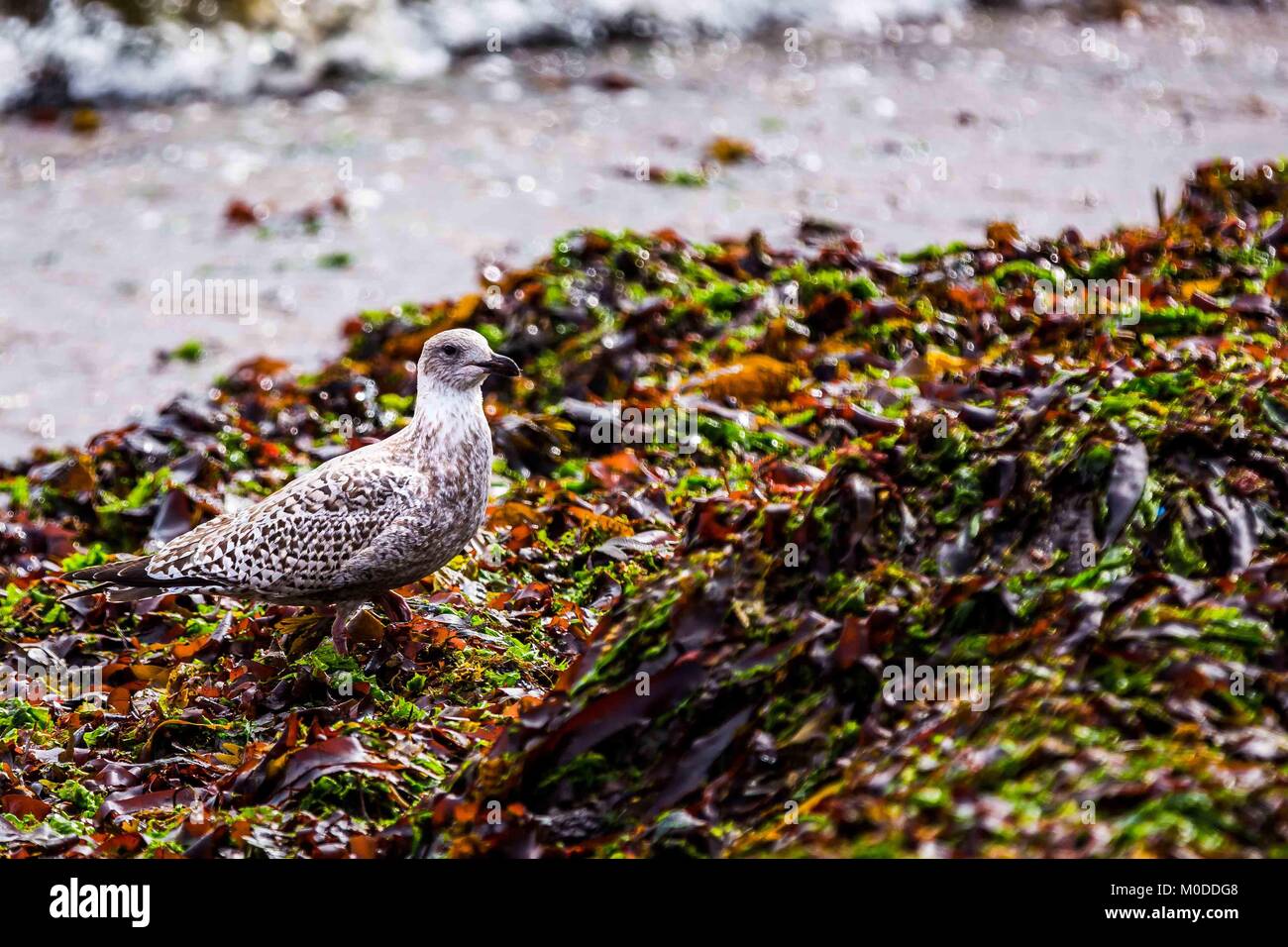 Juvenile seagulls on the South Devon coast Stock Photo - Alamy