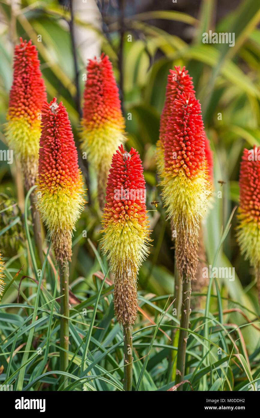 Red hot pokers hi-res stock photography and images - Alamy