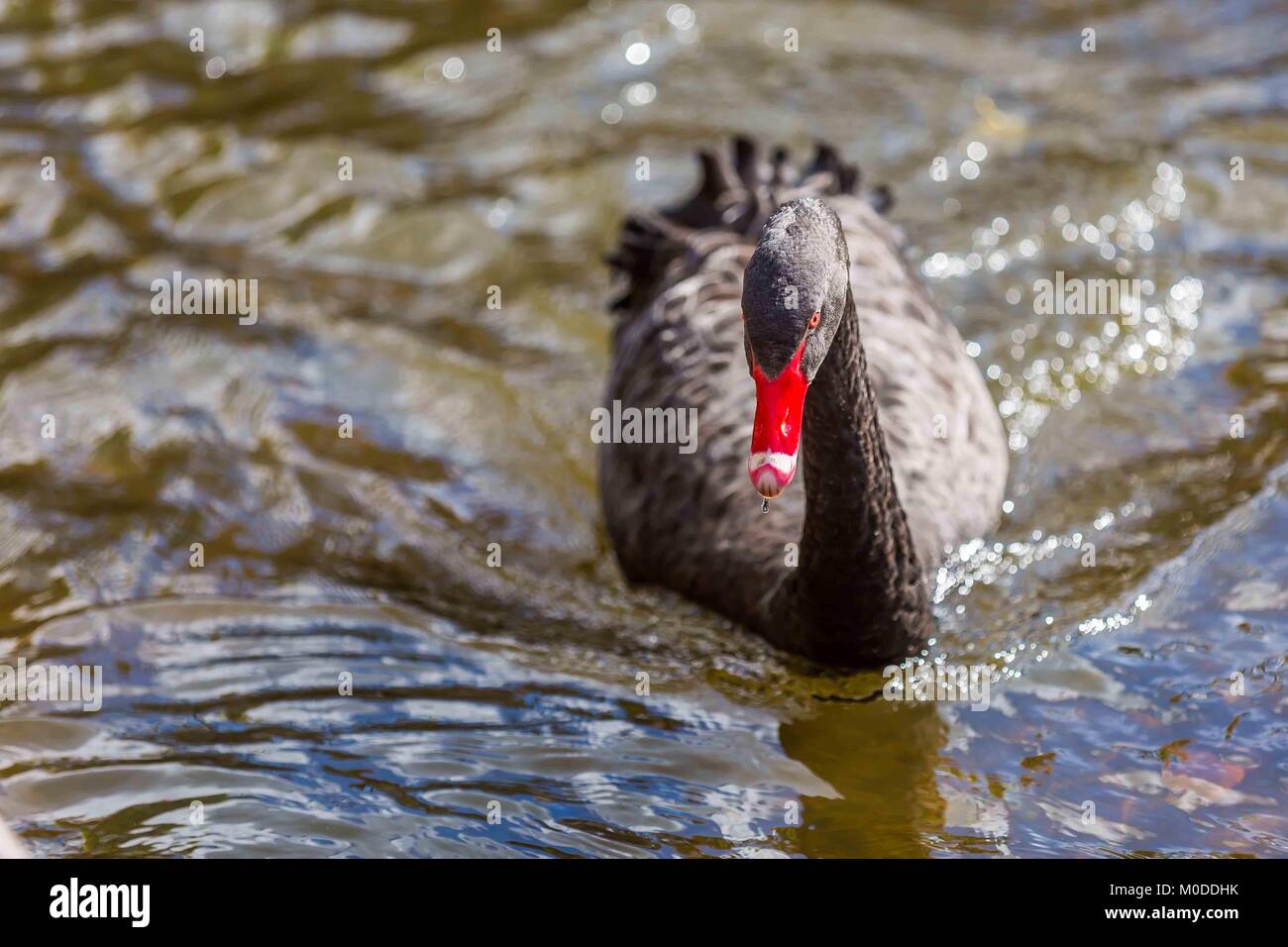 Swan nose hi-res stock photography and images - Alamy