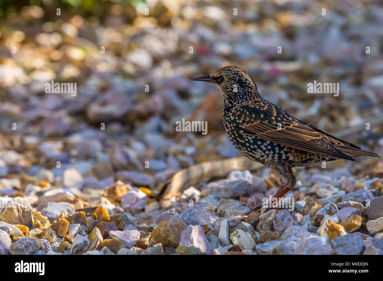 A pretty starling on the beach in Devon, England Stock Photo - Alamy