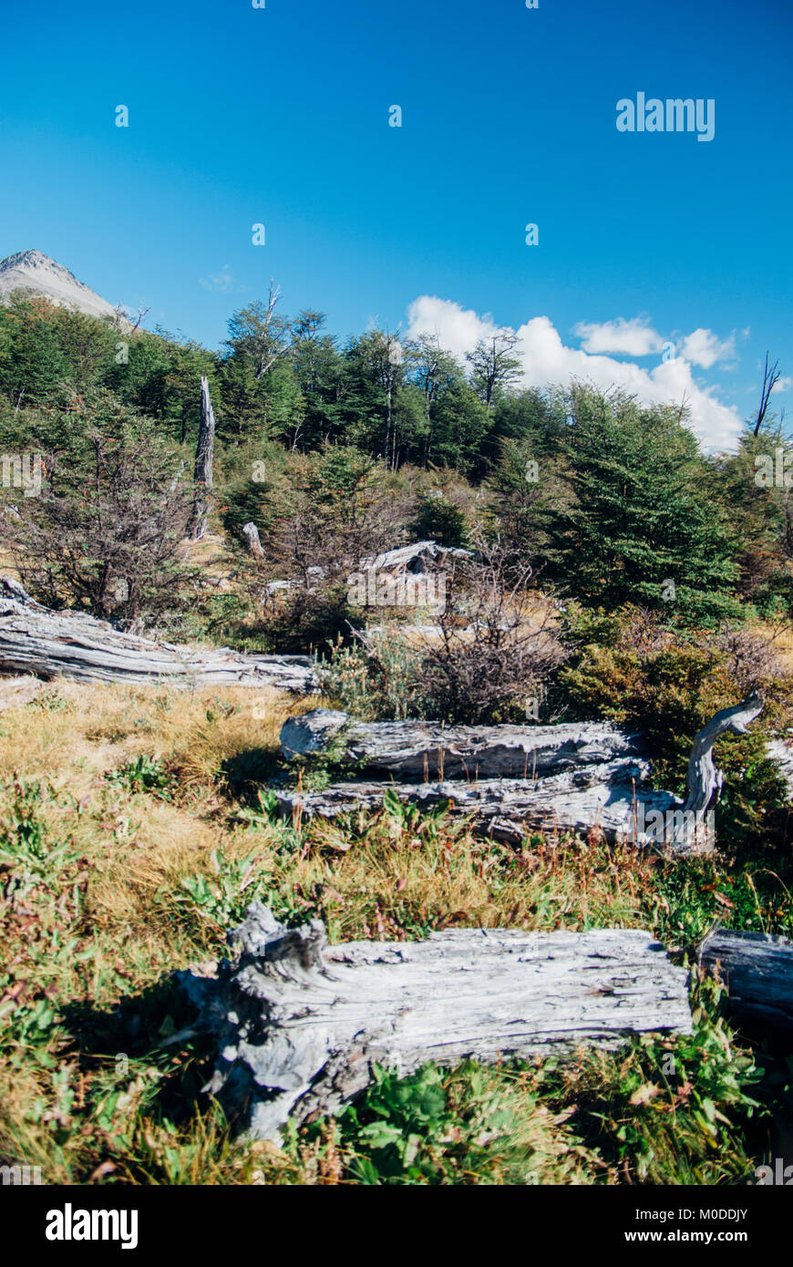 Wild Patagonia in the trekking path near the emerald lagoon,Ushuaia ...