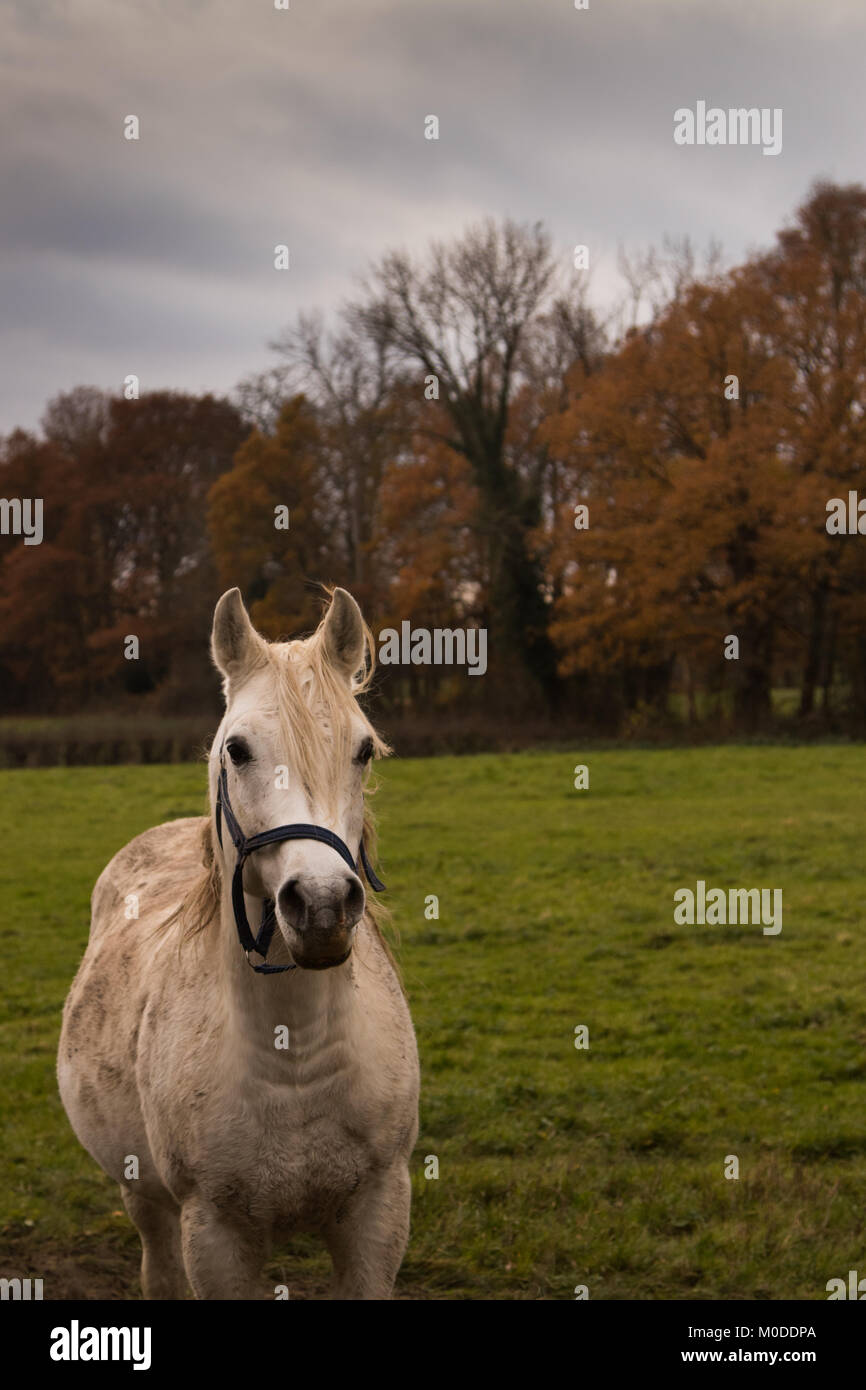 A portrait of a horse in a field alone Stock Photo - Alamy