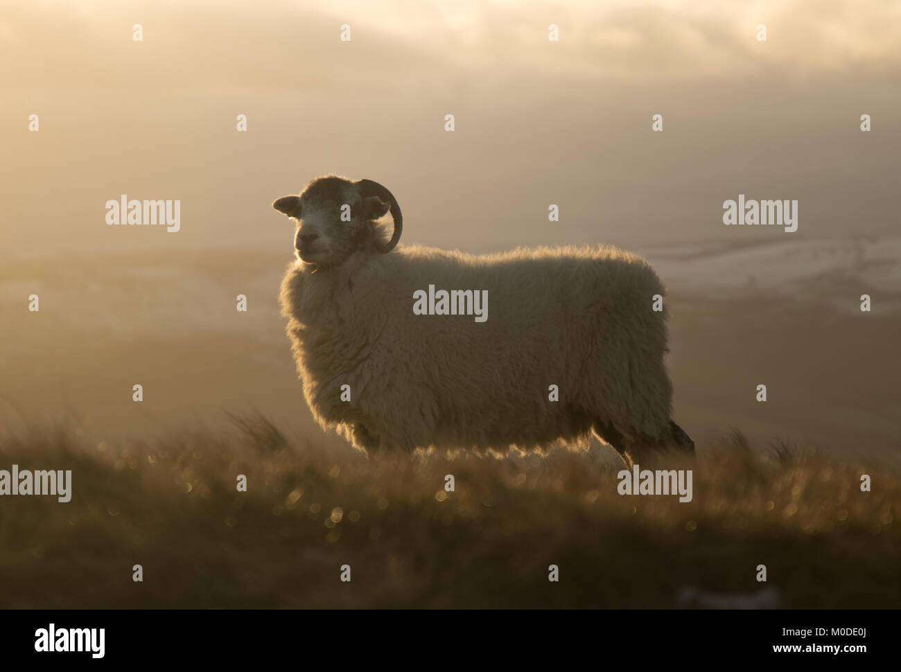 Bold ram hi-res stock photography and images - Alamy