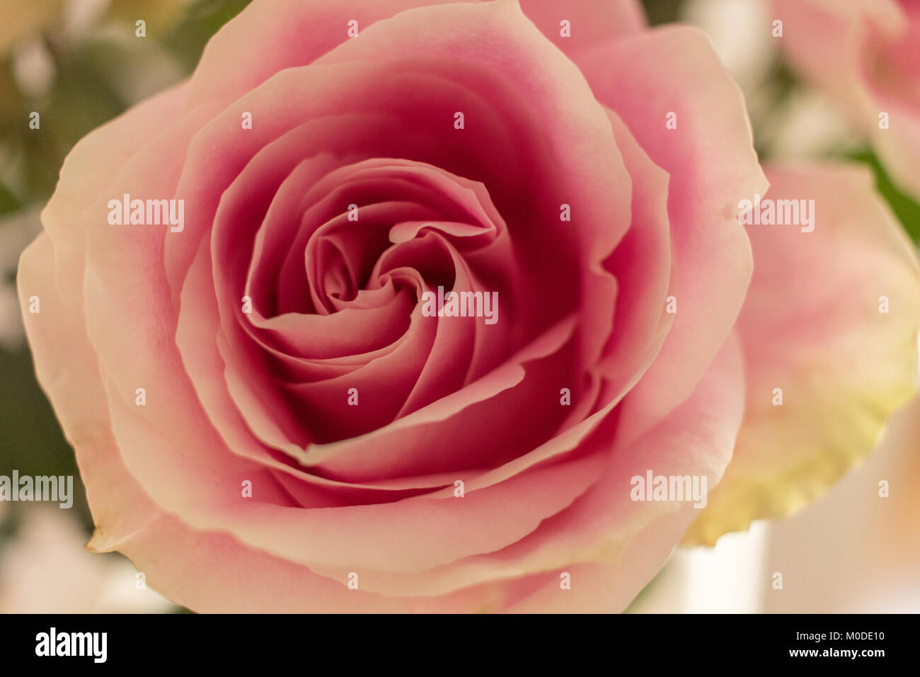 gentle pink rose petals Stock Photo - Alamy