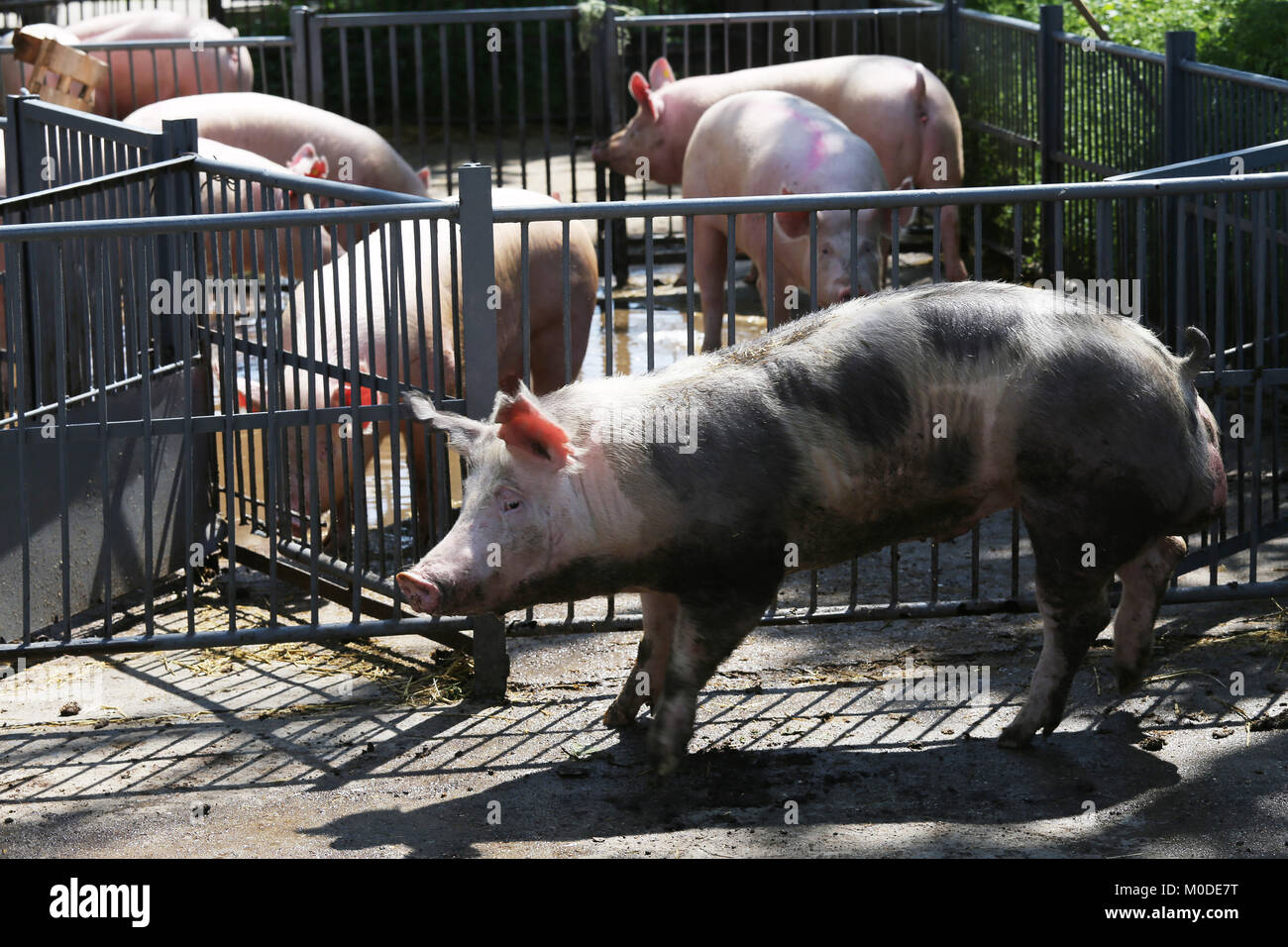 Group of domestic pink colored pig shows waiting for food in the box ...
