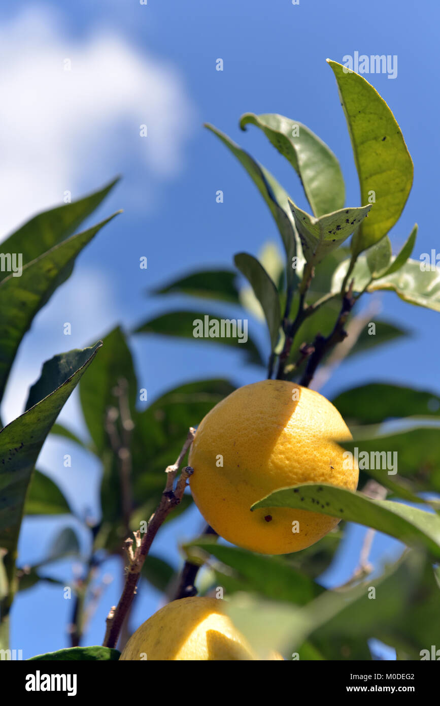 Wild lemon tree hi-res stock photography and images - Alamy